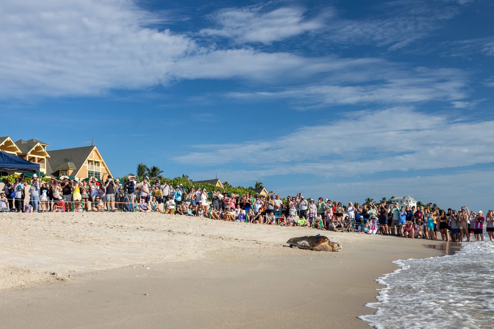 Tour de Turtles Spotlights Year-Round Sea Turtle Conservation at Disney ...