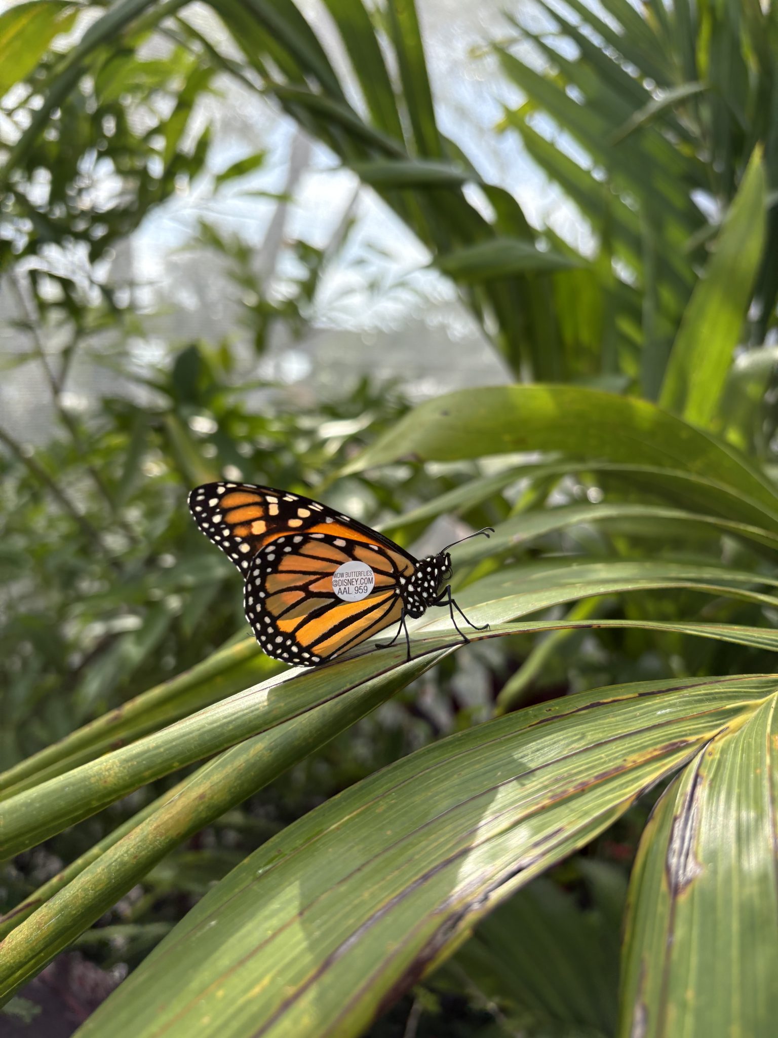 How Disney's Helping Nature’s Tiny Heroes Thrive Around the World ...